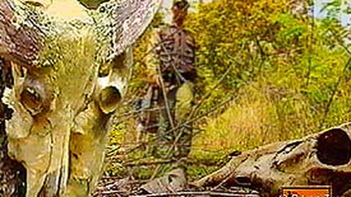 Baluran dan Merak "Mencari" Macan - News Liputan6.com