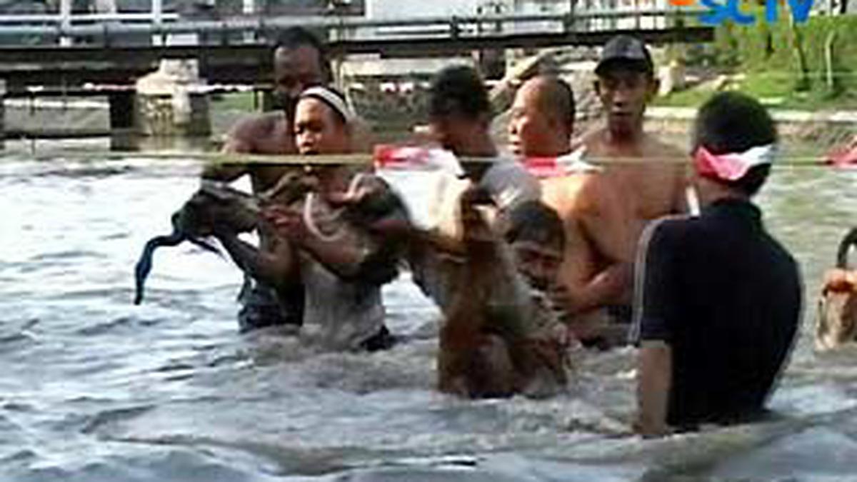 Berebut Menangkap Bebek Noordin M. Top - News Liputan6.com