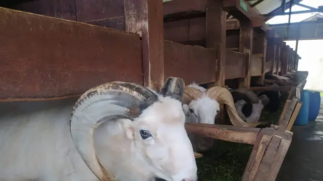 Viral Domba Garut Seharga Rp400 Juta, Dipuji Warganet Domba Tertampan ...