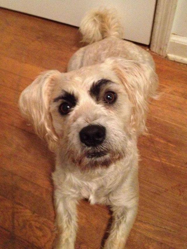 8 Potret Anjing Pakai Makeup Pensil Alis Ini Bikin Ekspresinya Kocak ...