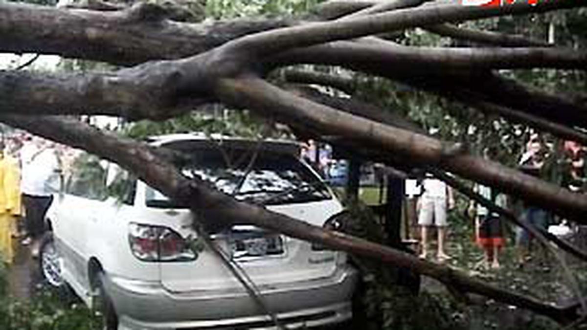 Pohon Tumbang, Marka Jalan Roboh