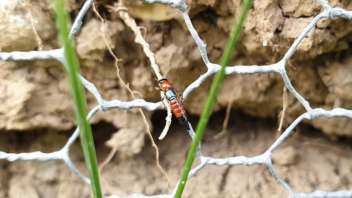 5 Cara Mengobati Gigitan Tomcat, Ketahui Gejala dan Pencegahannya