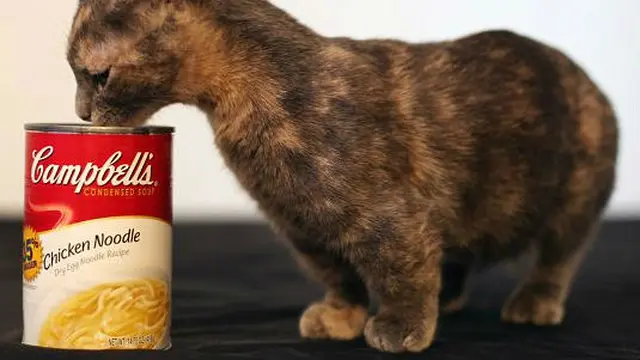 Kucing Cebol Nan Menggemaskan, Tingginya Cuma 12 Cm - Global Liputan6.com