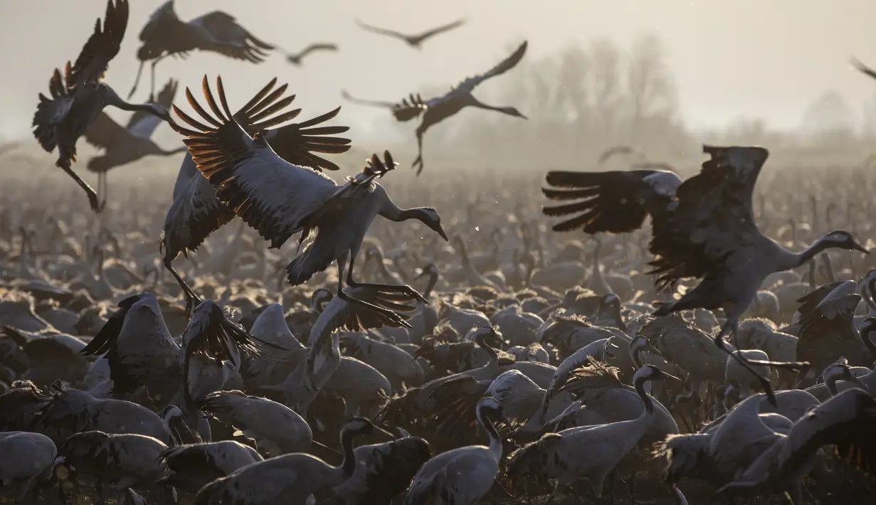 FOTO: Potret Kawanan Bangau Menyerbu Danau Hula di Israel - Foto Liputan6.com