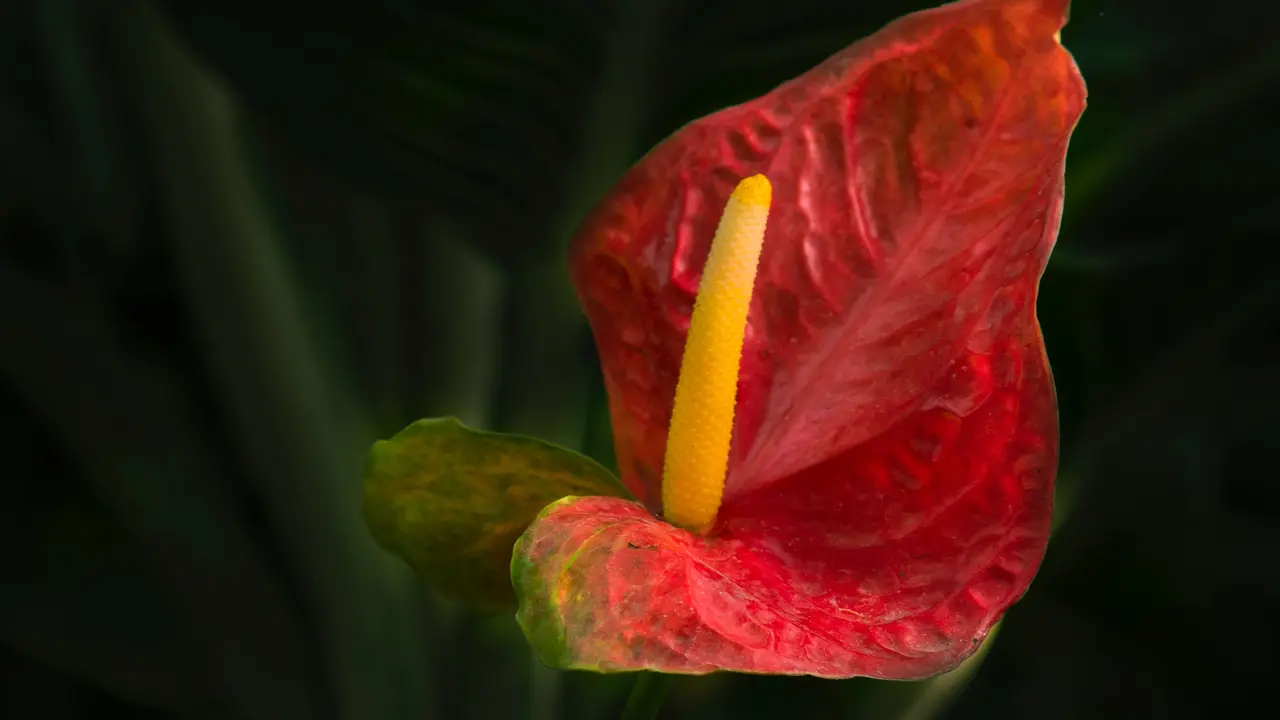 11 Jenis Anthurium Terpopuler yang Indah dan Banyak Dicari, Kenali Ciri ...
