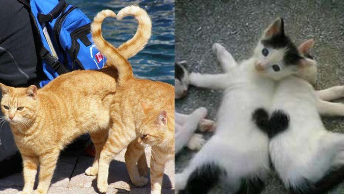 6 Potret Dua Kucing Beraksi Bentuk Love Ini Menggemaskan, Momen Langka ...