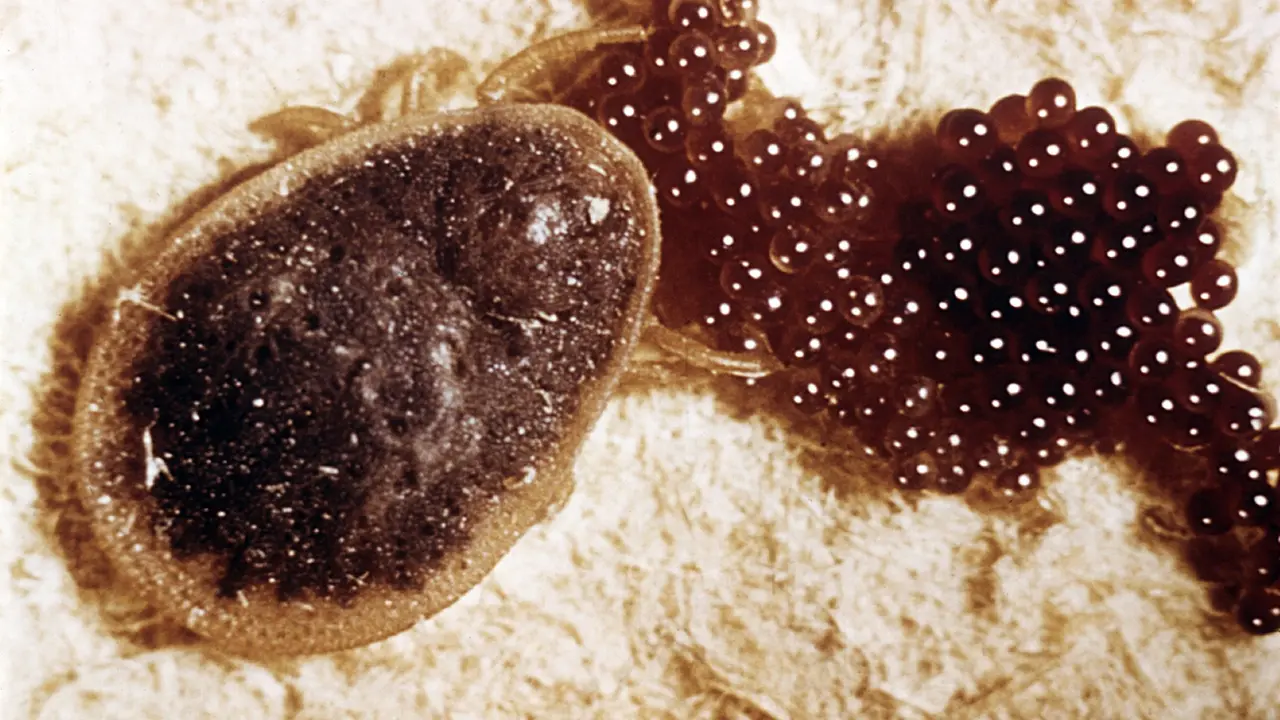 Penyakit Akibat Kutu Era Perang Dunia I Kembali Muncul di Amerika ...