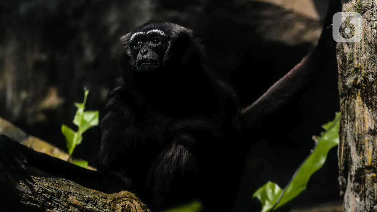 Taman Margasatwa Ragunan Kini Punya Fasilitas Perpustakaan Online ...