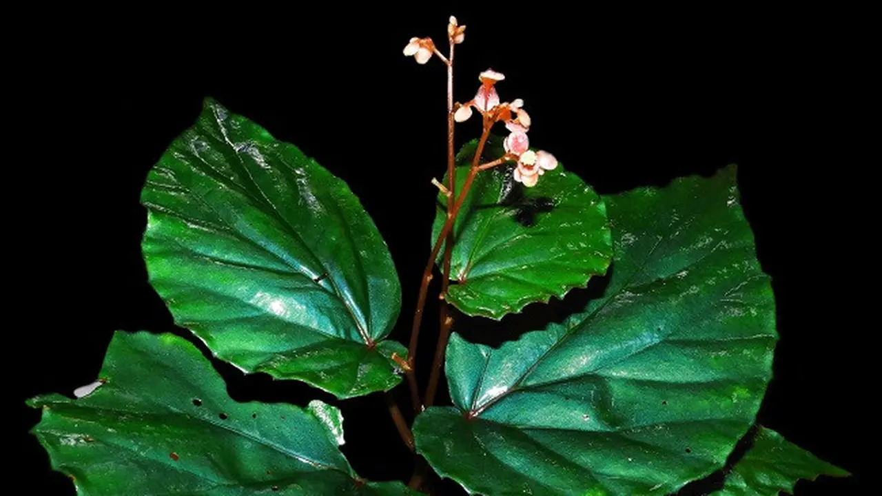 Ini Penampakan Tiga Spesies Baru Begonia dari Pulau Kalimantan ...