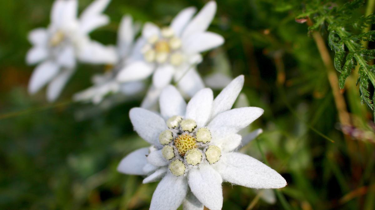 Bunga Edelweis Jadi Antioksidan Alami untuk Atasi Penuaan Dini - Beauty ...