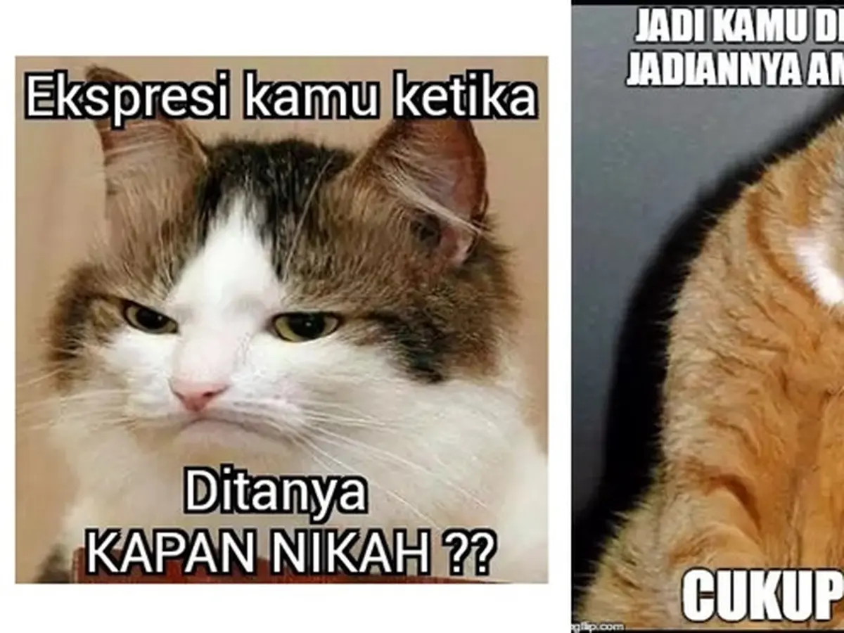 Foto Kucing Memes