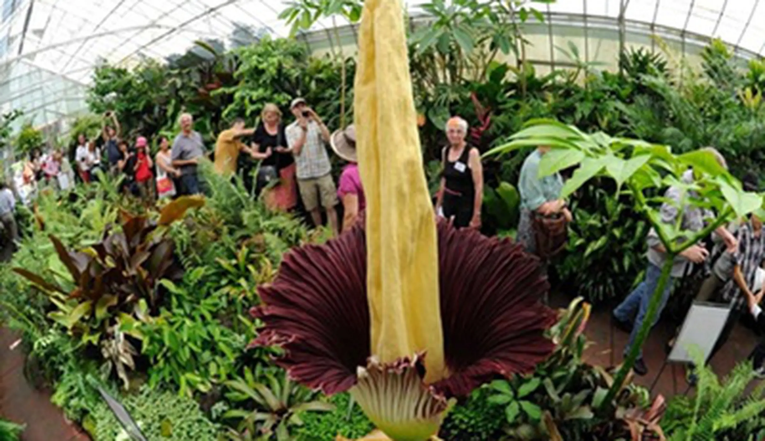 Bunga Unik Namun Tetap Cantik yang Ada di Dunia - Photo Fimela.com