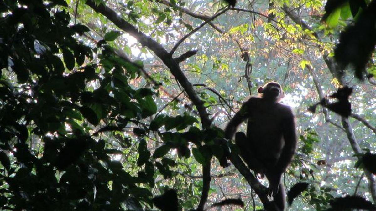 Drone untuk Menyelamatkan Populasi Simpanse - Global Liputan6.com