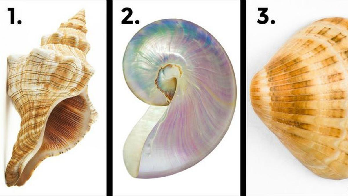 Pilih Bentuk Kerang Paling Menarik dan Ketahui Kepribadian Anda ...