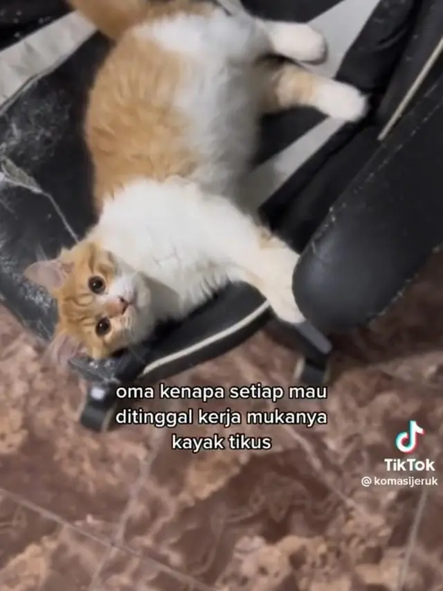 8 Tingkah Lucu Koma, Kucing Kesayangan Warga TikTok yang Berpisah ...