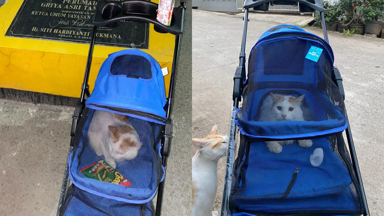 Gemas Banget, Kucing Ini Maunya Diajak Jalan Pakai Kereta Dorong ...