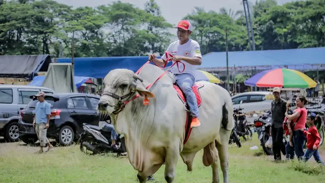 Edan, Penampakan Monster-Monster Jawara Kelas Ekstrem Kontes Sapi ...