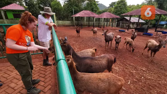 Menjelajahi Geopark Meratus: Dari Hutan Hujan, Tambang Intan, hingga ...