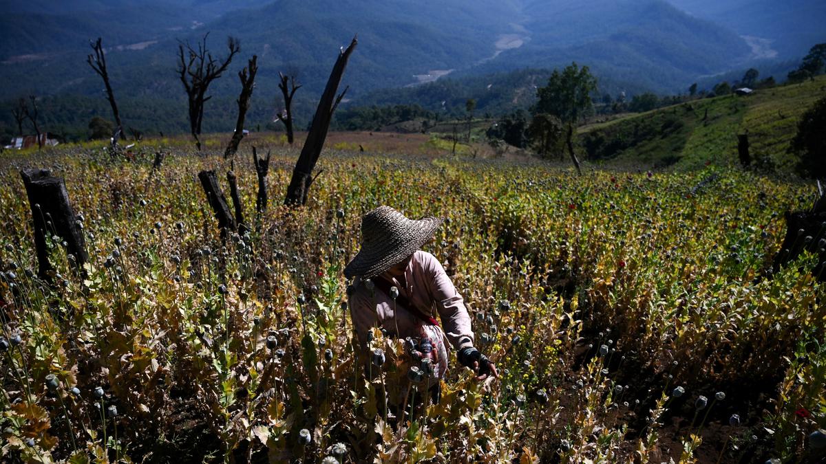 PBB: Produksi Opium Meningkat Tajam di Myanmar - Global Liputan6.com