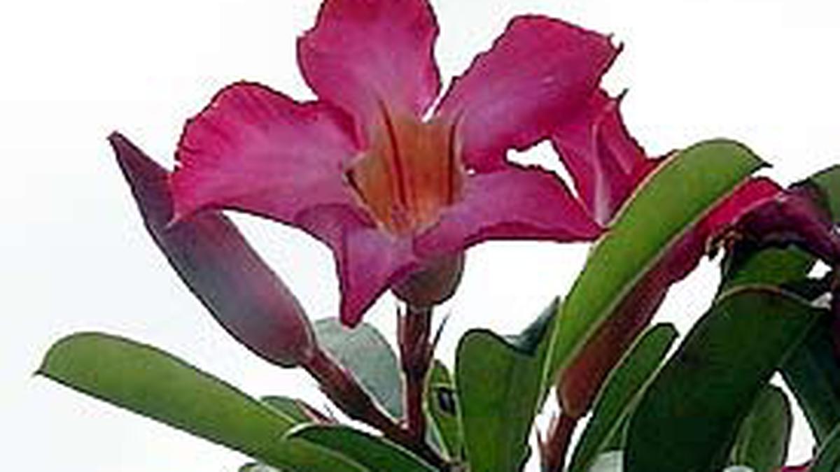 Bisnis Bunga Kamboja Menjanjikan - News Liputan6.com