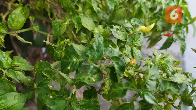 10 Tanaman Bermanfaat Tinggi yang Cocok Ditanam di Pekarangan Rumah ...