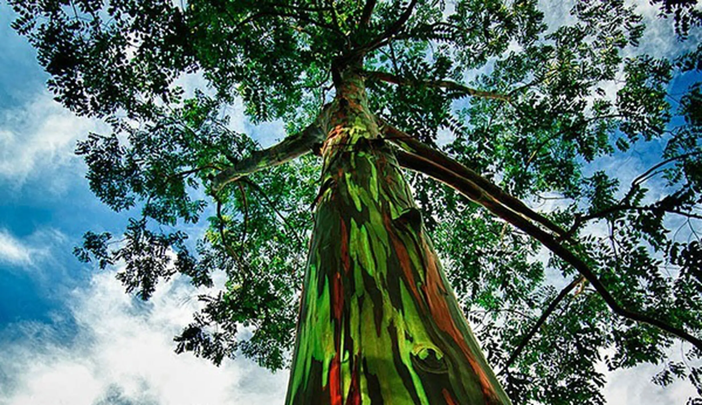Menakjubkan, Pohon-Pohon Unik Ini Ternyata Ada Di Dunia Nyata - Photo ...