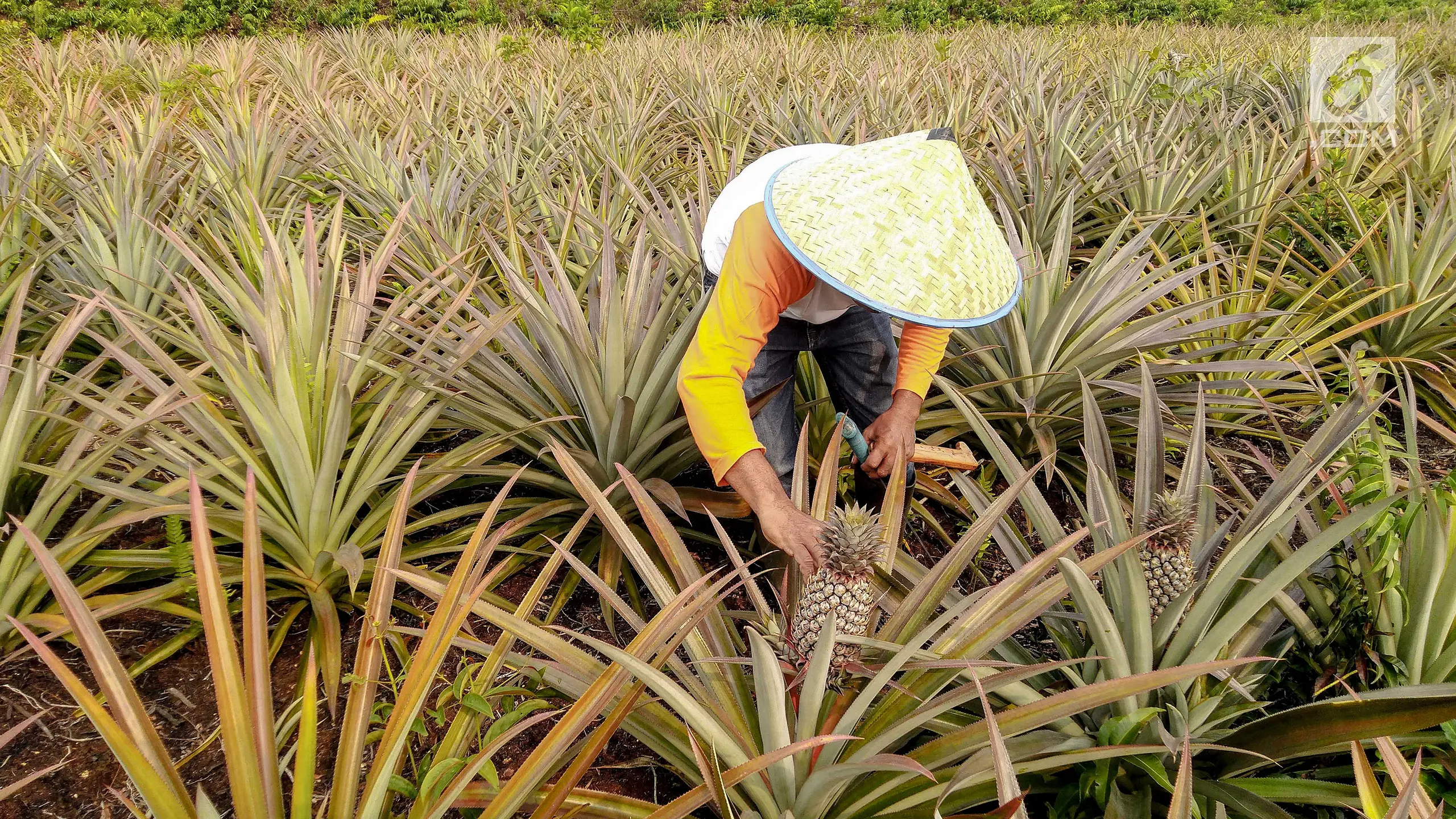 Satgas PKH Kembali Serahkan 674.178,44 Hektare Penguasaan Lahan ke Negara