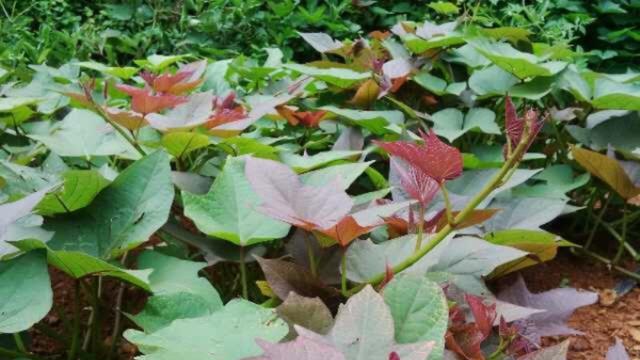 Cara Menanam Ubi Jalar agar Berbuah Lebat, Berikut Panduan Lengkap untuk Hasil Panen Melimpah ...