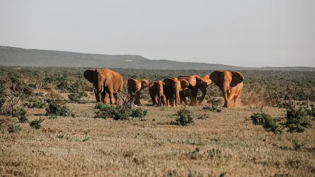 Contoh-Contoh Fauna Indonesia Bagian Barat, Tengah, dan Timur - Ragam ...