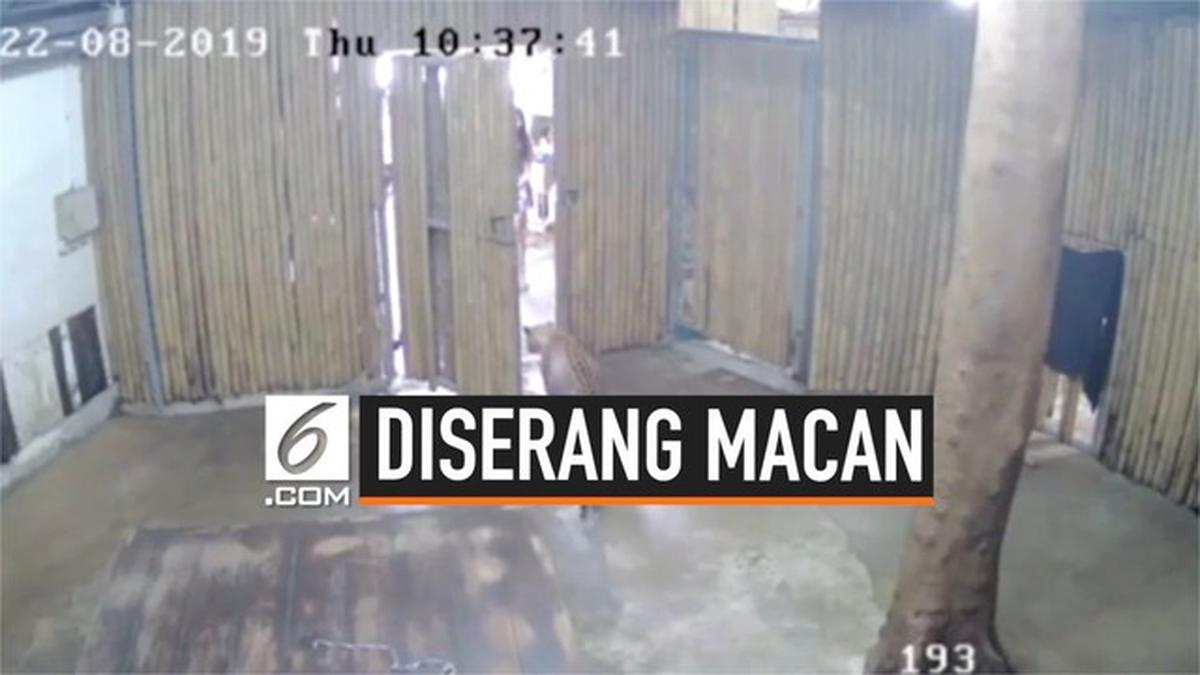 VIDEO: Detik-Detik Macan Tutul Serang Balita di Taman Safari - Global ...