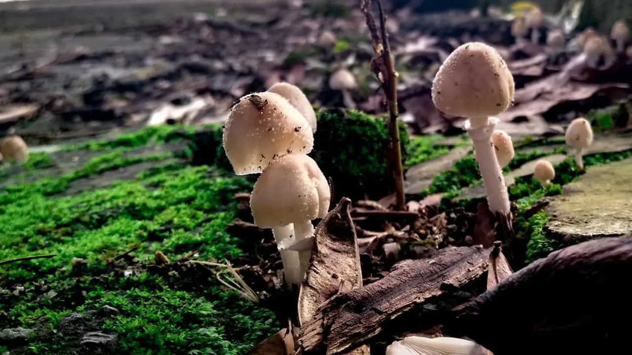 Mengenal Ciri Umum Protista Mirip Jamur dan Peranannya bagi Kehidupan ...