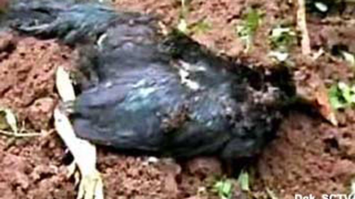 Ribuan Ayam Mati di Lampung Timur