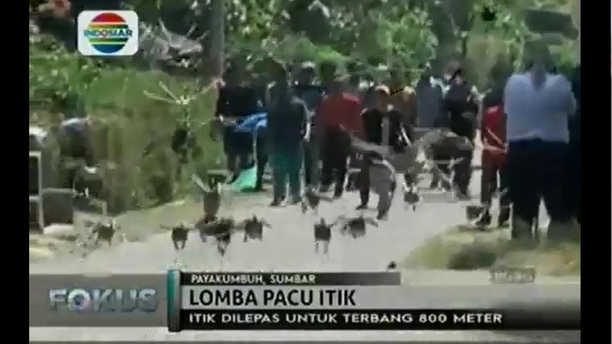 Pacu Itik, Daya Tarik Wisata di Payakumbuh - News Liputan6.com
