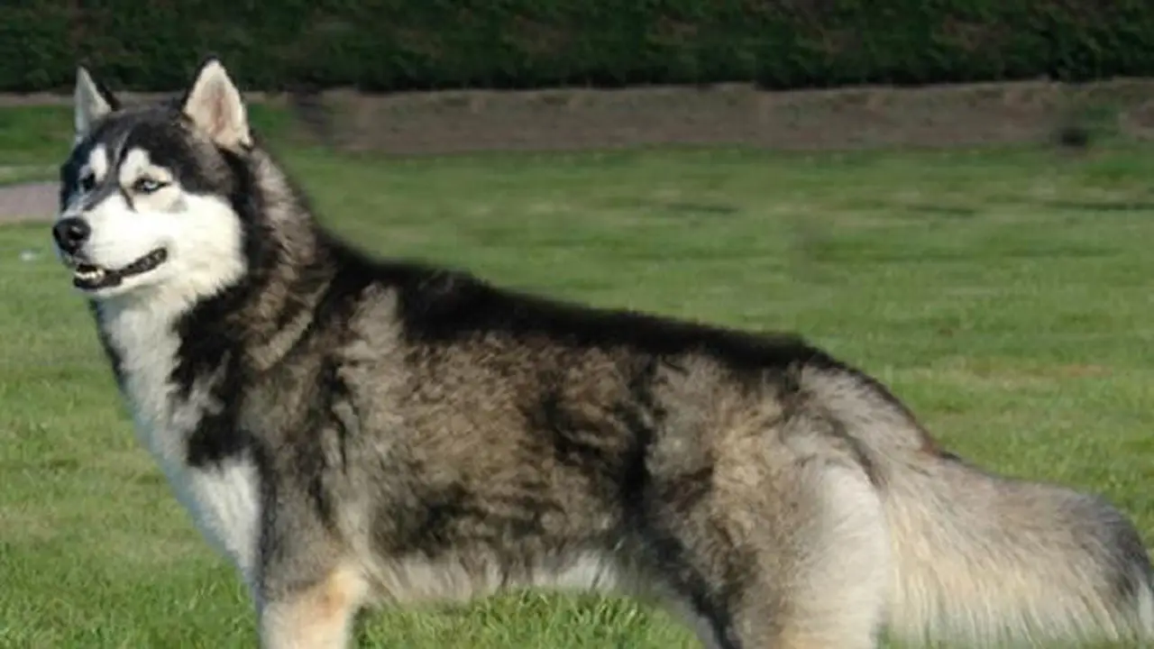 17 Macam-Macam Jenis Anjing Peliharaan, Setia dan Menggemaskan - Hot ...