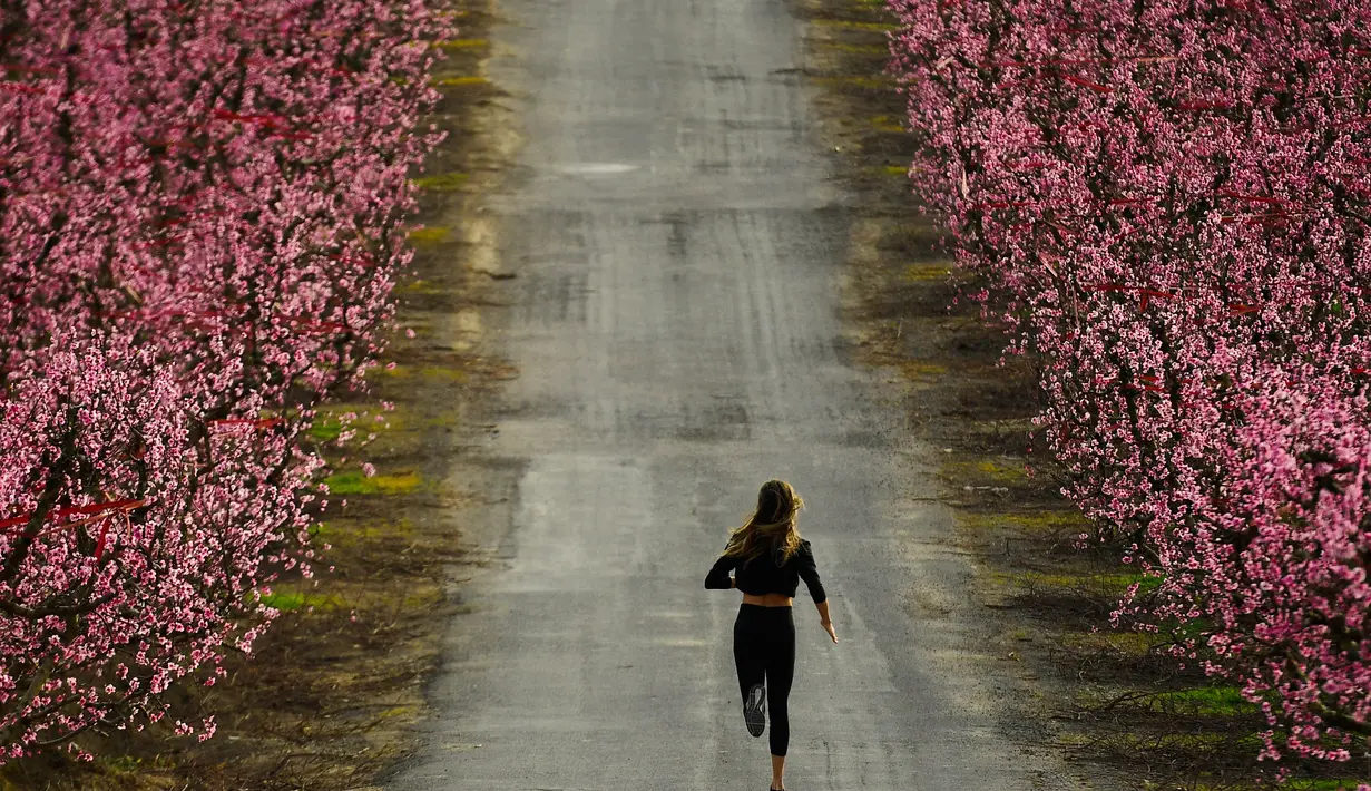 FOTO: Menikmati Keindahan Bunga Persik Bermekaran di Spanyol - Foto ...