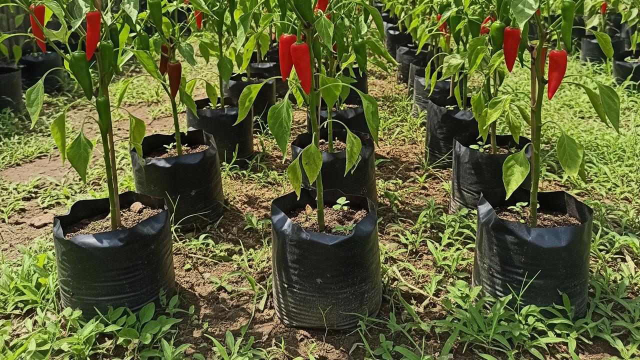 Cara Pangkas Cabai di Polybag Biar Cepat Rimbun & Banyak Buah, Mudah ...