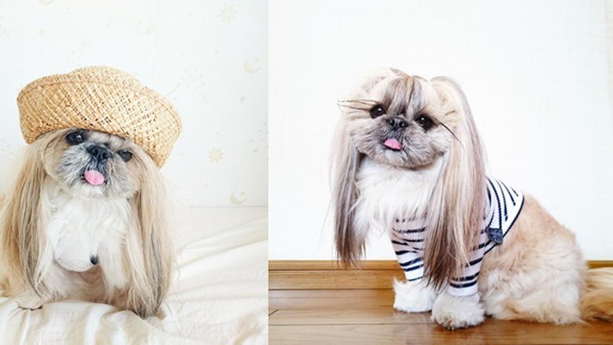 Kuma: Si Anjing Lucu Berambut Panjang Yang Populer di Instagram - Photo ...