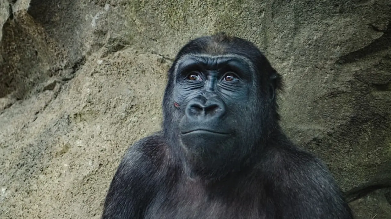 Ekspresi Simpanse Terpukau Lihat Langit Pertama Kali Usai Terkurung di ...