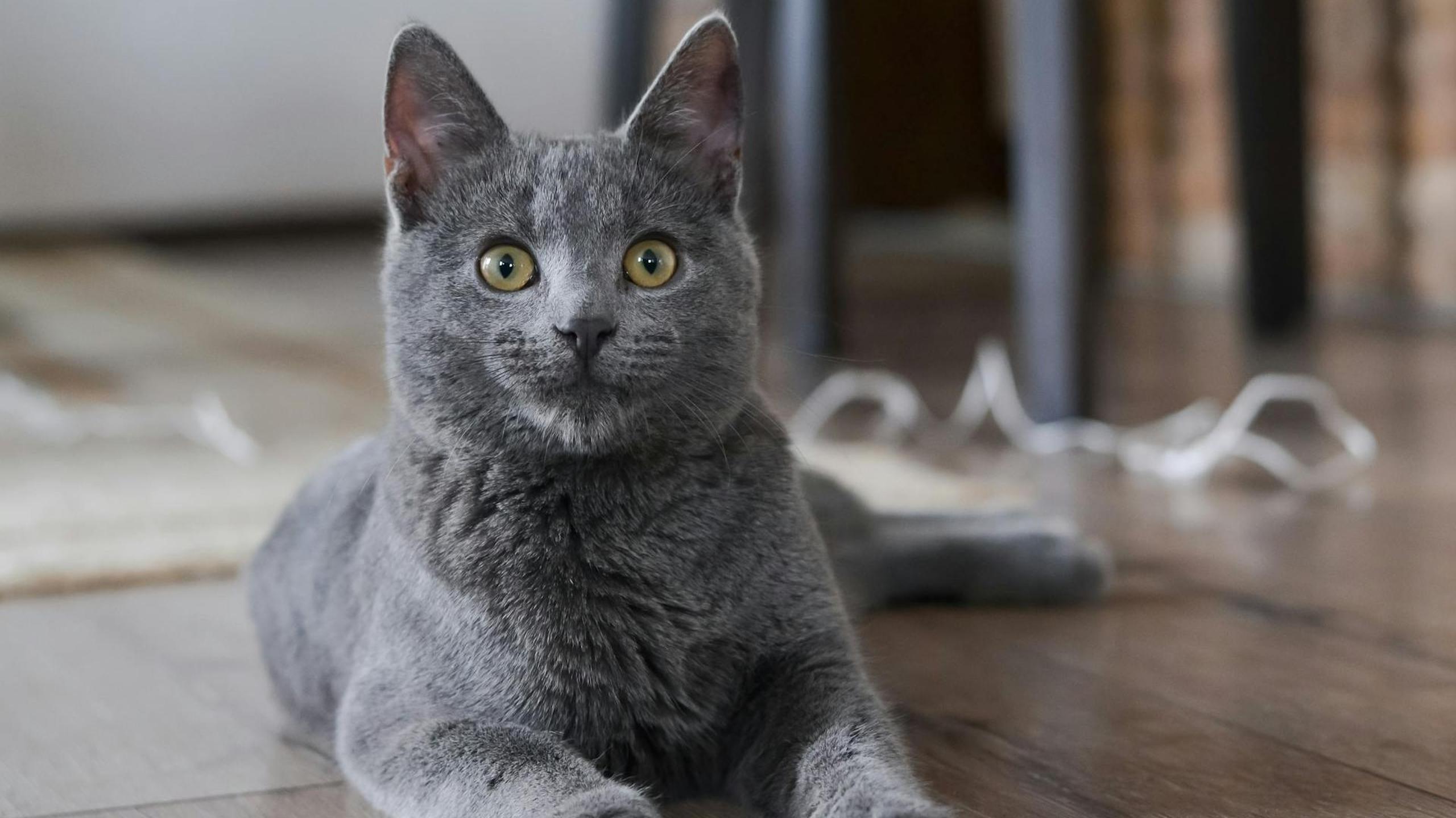 10 Silent Cat Breeds That Don't Meow a Lot