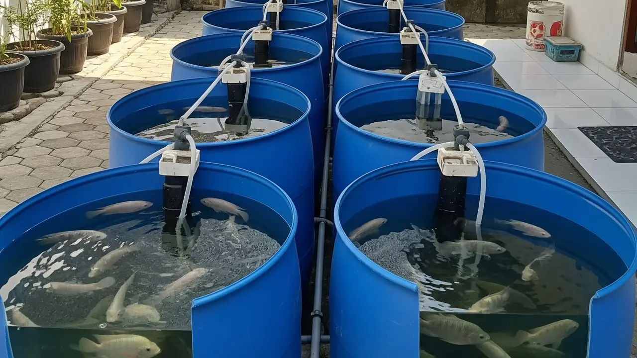 12 Ide Ternak Mini di Drum Plastik Bekas 100 Liter, Hemat Lahan dan Biaya