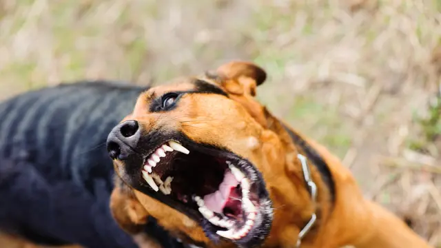 Jenis-Jenis Anjing Berbahaya di Dunia, Jangan Remehkan Kekuatannya ...