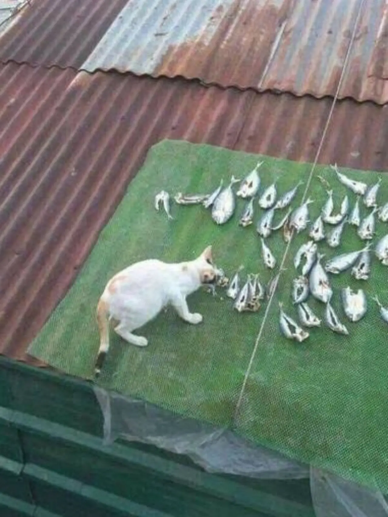 7 Potret Kucing Mukbang Ini Menggemaskan, Engga Takut Kelaparan - Hot ...