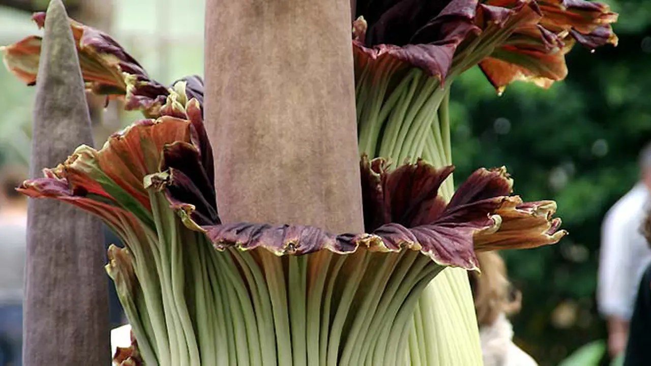 Bunga Bangkai Kibut Ditemukan di Bengkulu - News Liputan6.com