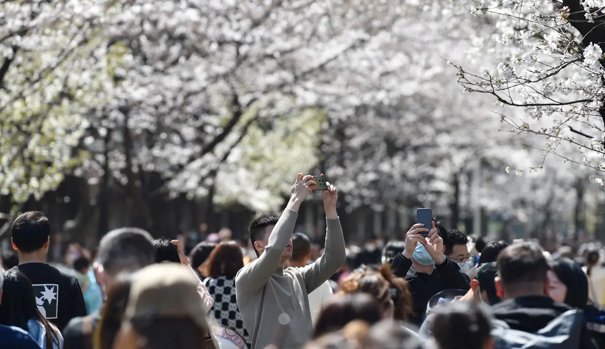 Saat Bunga Sakura Bermekaran di China - Foto Liputan6.com