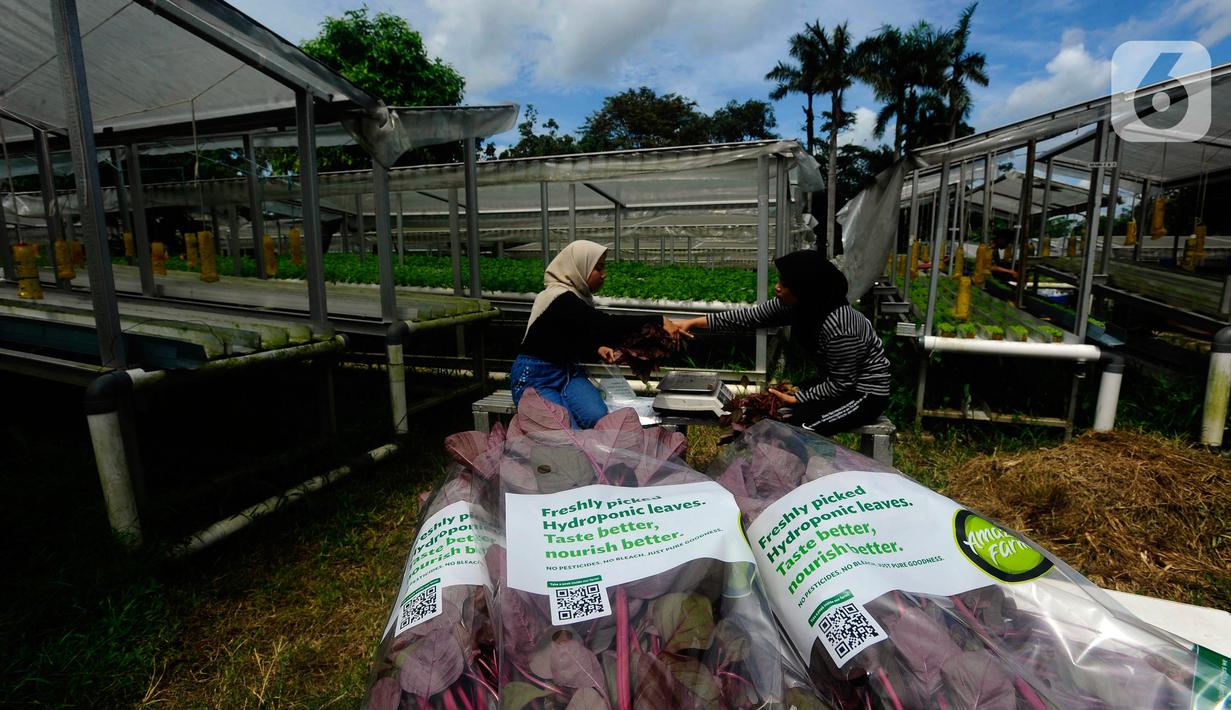 Melihat Budidaya Bayam di Kebun Hidroponikita Depok - Foto Liputan6.com