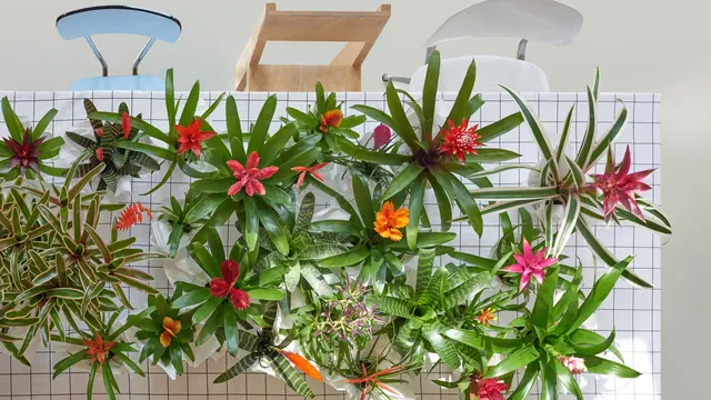 6 Jenis Tanaman Ini Cocok untuk Vertical Garden, Bikin Rumah Makin Asri ...