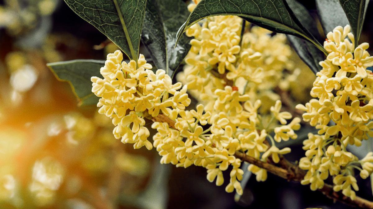 Kunci Kesegaran Tubuh Sepanjang Hari dengan Keharuman Bunga Osmanthus ...