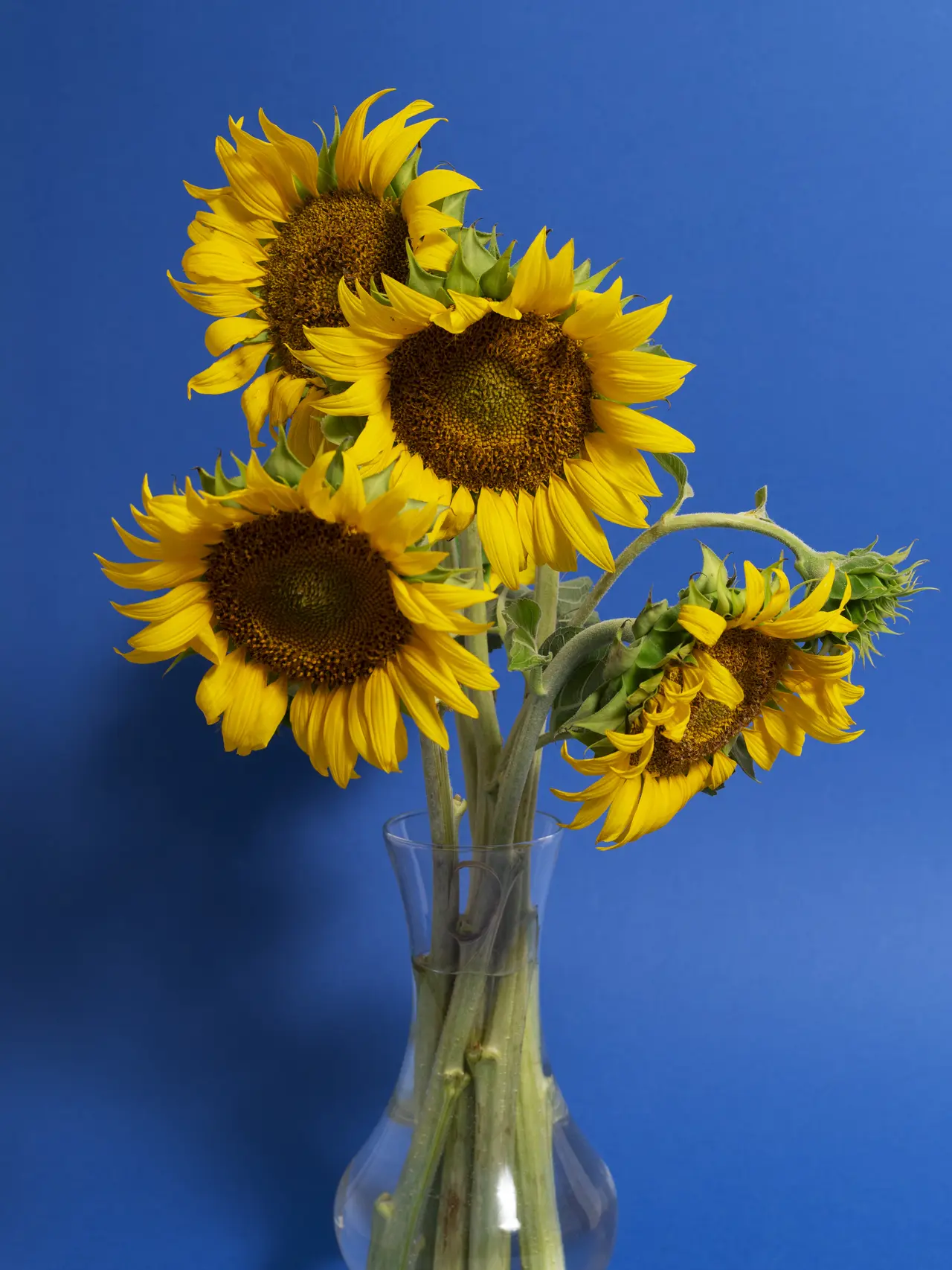 7 Bunga yang Bisa Membawa Keberuntungan ke Rumahmu - Citizen6 Liputan6.com