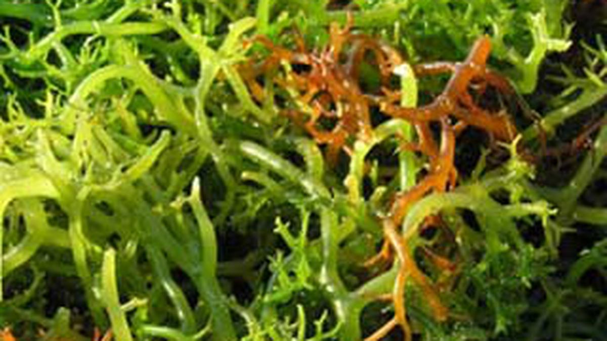 Rumput Laut Bantu Turunkan Berat Badan - Health Liputan6.com