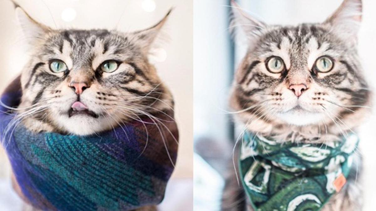 So Cute, Kucing Fashionista Ini Modisnya Saingi Manusia - Photo Fimela.com